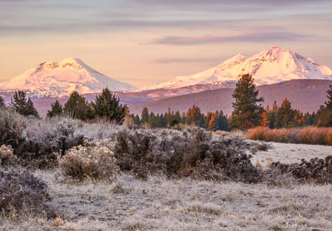 Trees to Know in Central Oregon — Deschutes Land Trust