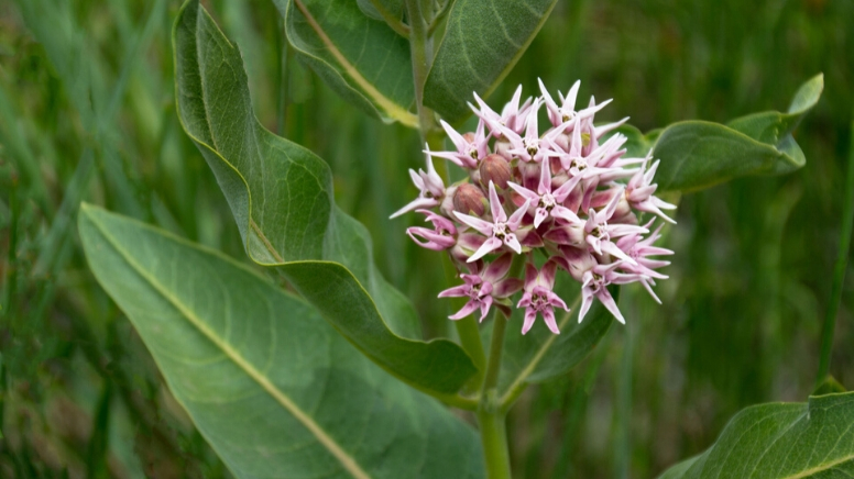 Milkweed plants come back to life in Bend — Deschutes Land Trust