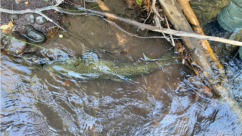 A Record High for Returning Chinook Salmon — Deschutes Land Trust