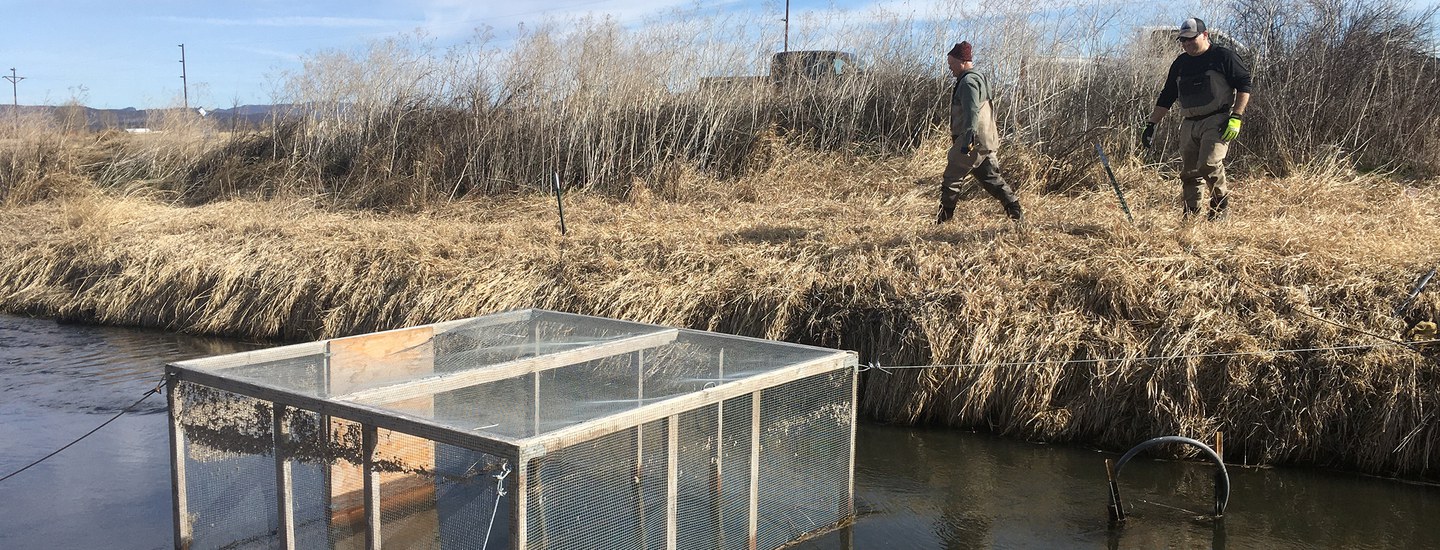 Fish Reintroduction Update 2024 — Deschutes Land Trust