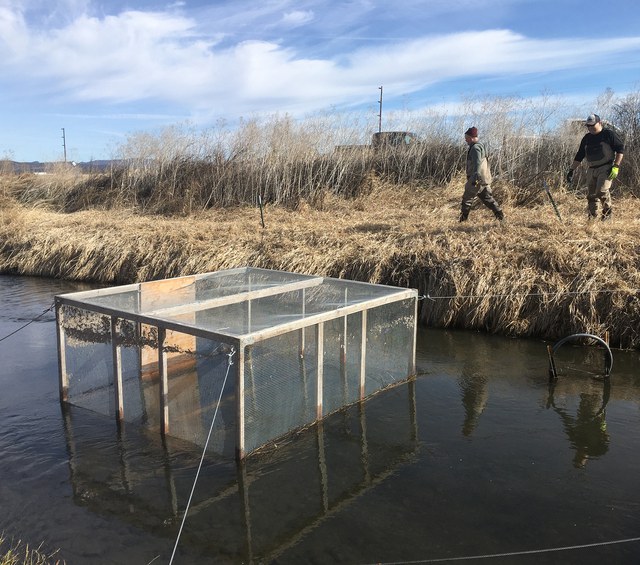 Fish Reintroduction Update 2024 — Deschutes Land Trust