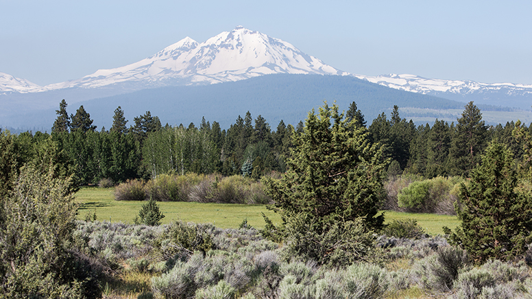 Central Oregon Shrub Guide — Deschutes Land Trust