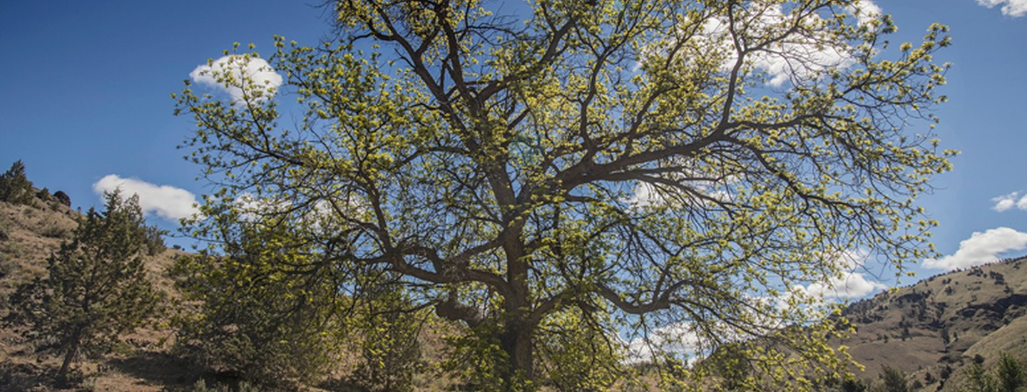 Early history of Priday Ranch — Deschutes Land Trust