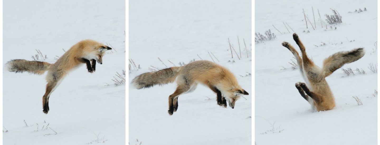 How Foxes Hunt in a Hidden Winter World — Deschutes Land Trust