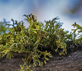 Five fun facts about lichen — Deschutes Land Trust