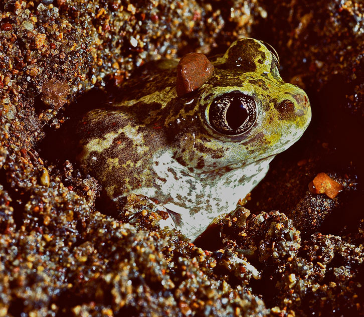 The Great Basin Spadefoot — Deschutes Land Trust