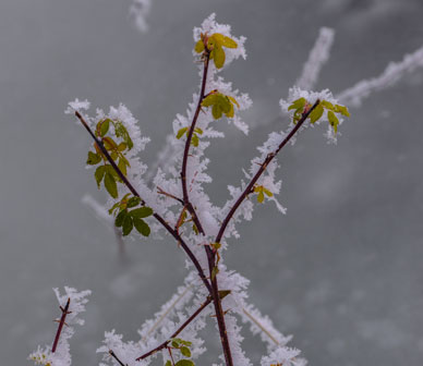 What's the Deal with Hoarfrost and Rime Ice? — Deschutes Land Trust