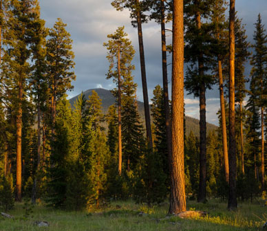 Natural Climate Solutions, Explained — Deschutes Land Trust