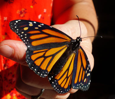 Overwintering Butterflies — Deschutes Land Trust