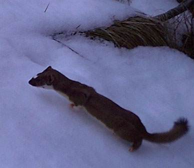 Weasels: Central Oregon's Tiniest Winter Warriors — Deschutes Land Trust