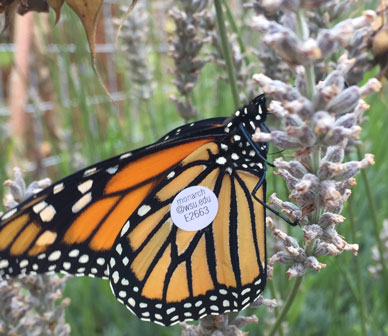 What Monarch Conservation Looks Like — Deschutes Land Trust