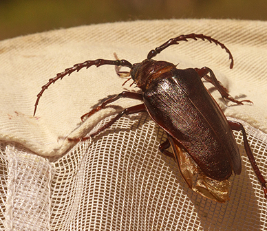 What makes an insect an insect — Deschutes Land Trust
