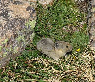 American Pikas + Caring for the Natural World — Deschutes Land Trust