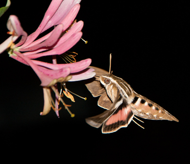 Pollinators of the Night — Deschutes Land Trust