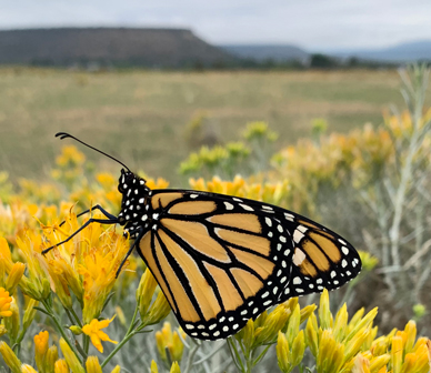 Land Trust partners with Western Monarch Advocates to boost monarch ...